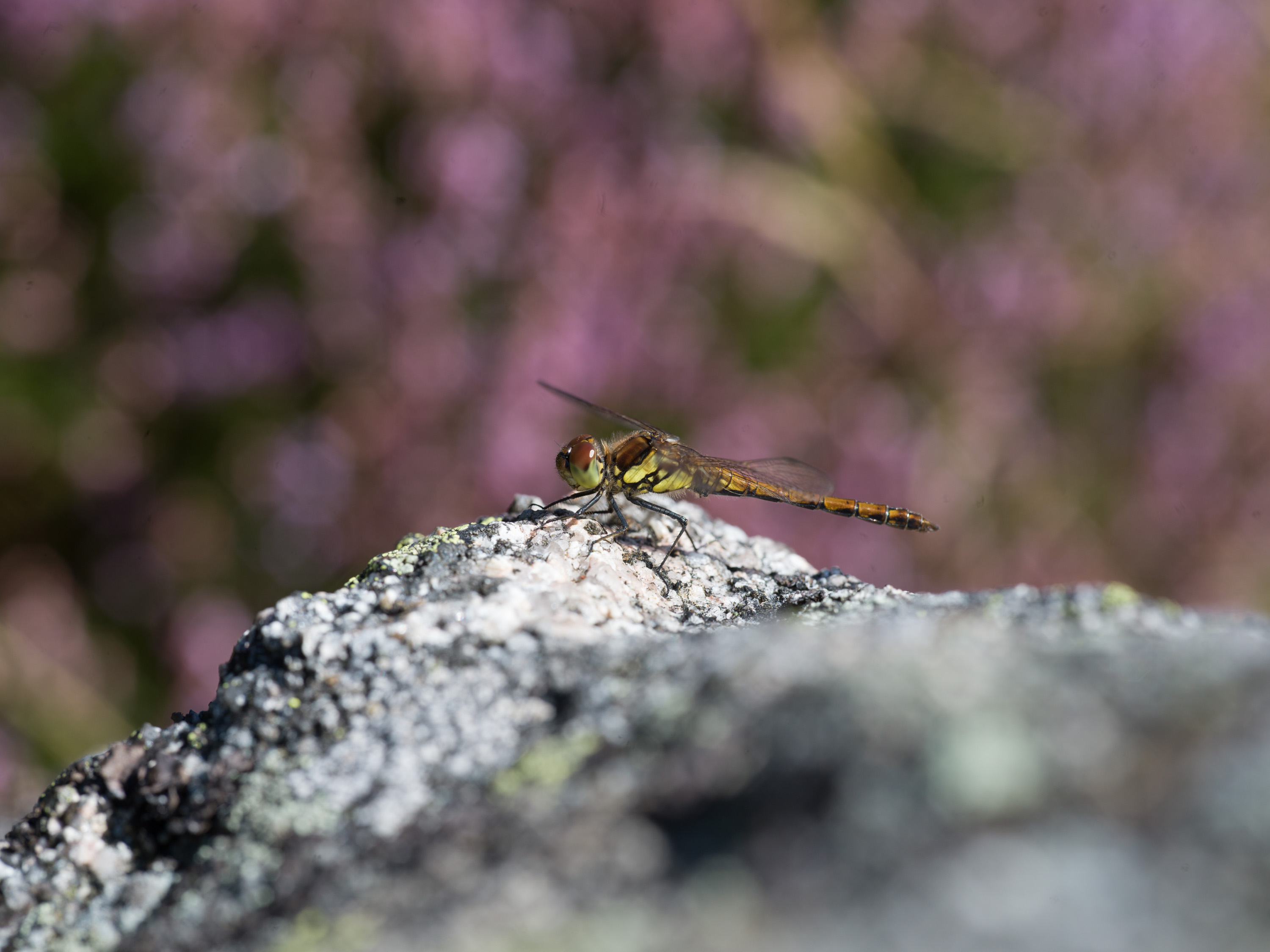XCD 3 5 120 Macro